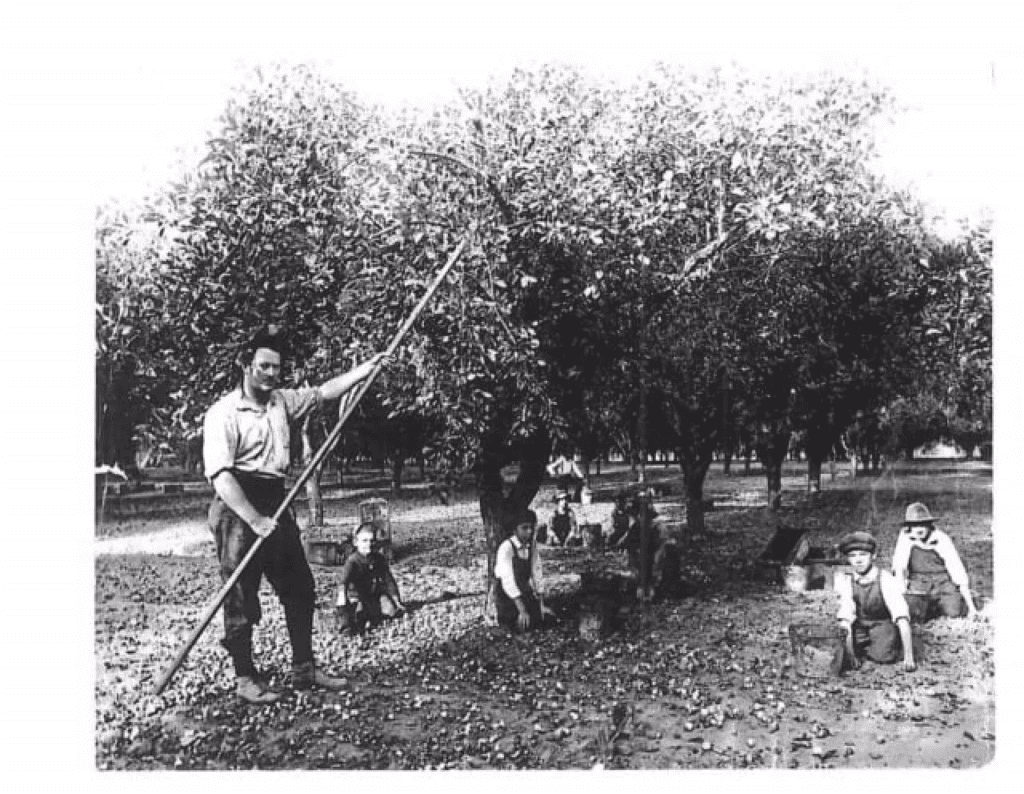 The History of Prunes in California - California Prunes