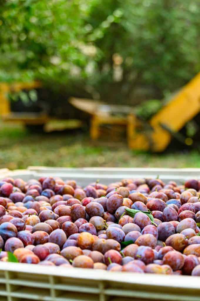 Positively Prunes: September 2020 - California Prunes